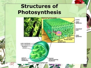 Photosynthesis | PPT