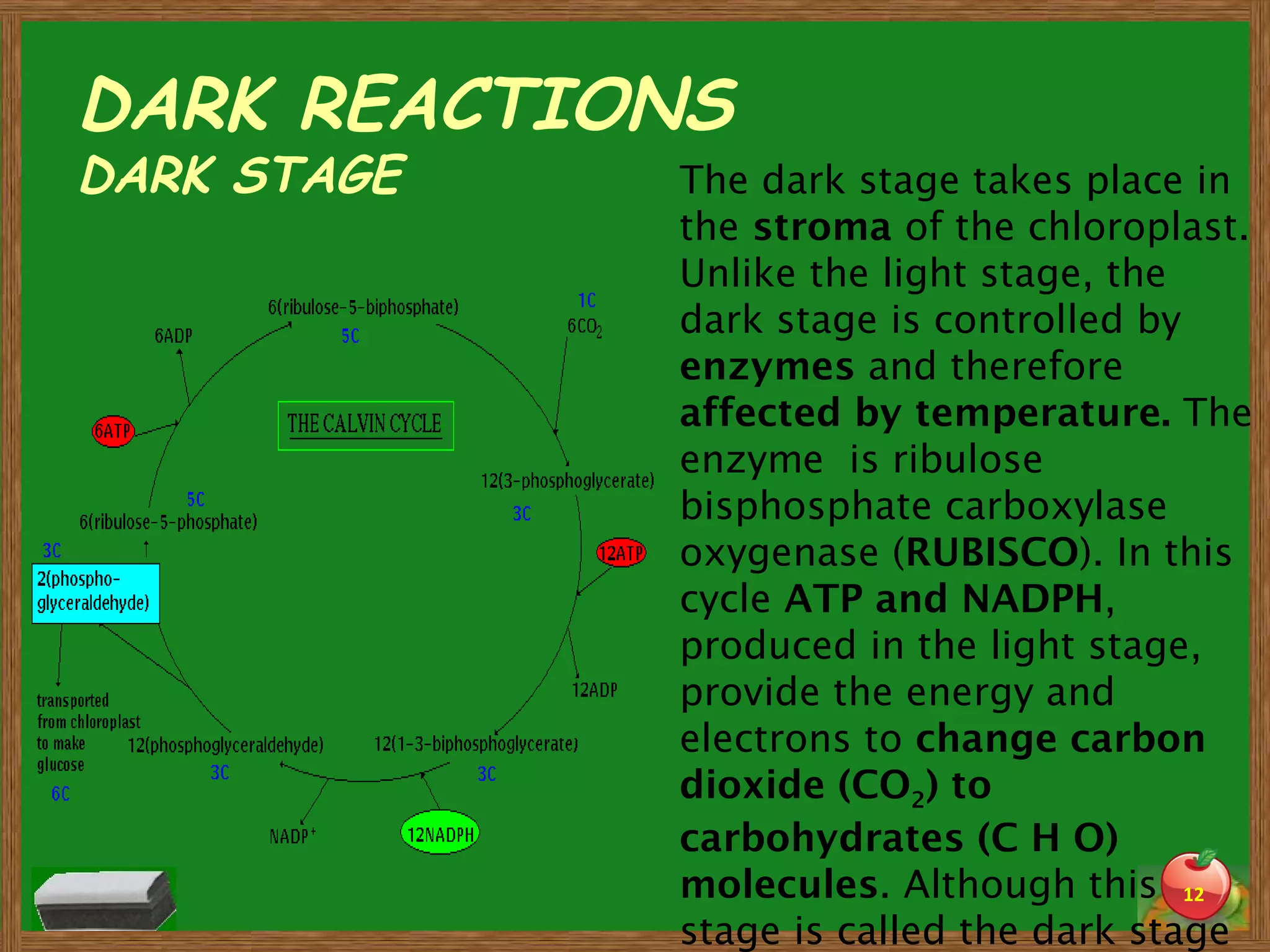 Photosynthesis (Text Explanation) | PPT