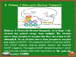 Photosynthesis (Text Explanation) | PPT