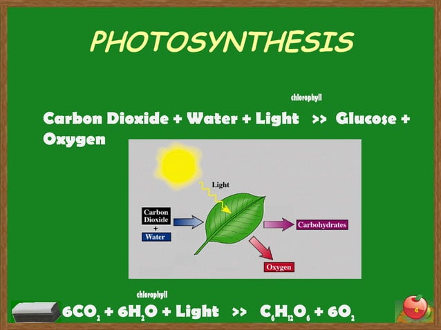 Photosynthesis (Text Explanation) | PPT