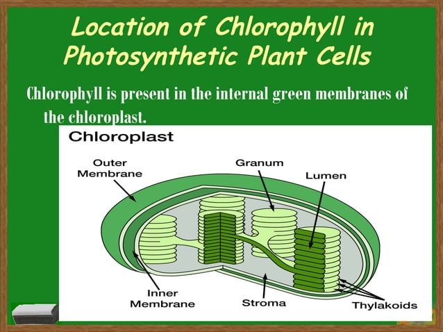 Photosynthesis (Text Explanation) | PPT