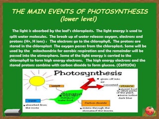 Photosynthesis (Text Explanation) | PPT