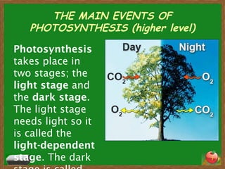 Photosynthesis (Text Explanation) | PPT