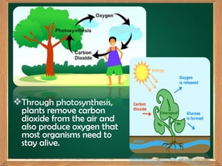 Photosynthesis | PPT