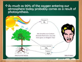 Photosynthesis | PPT