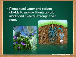 Photosynthesis | PPT