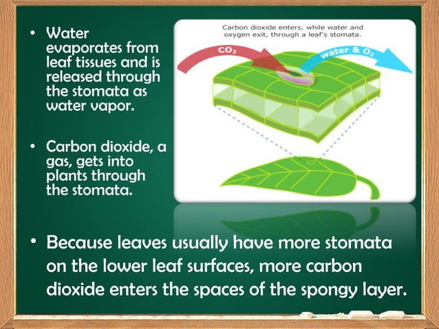 Photosynthesis | PPT | Gardening | Home & Garden