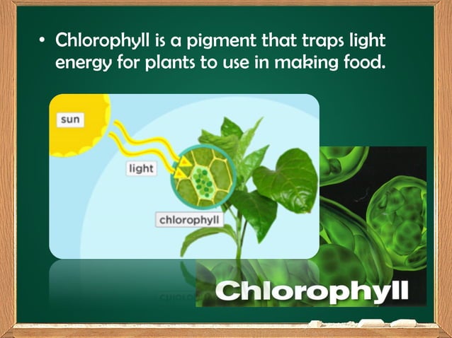 Photosynthesis | PPT | Gardening | Home & Garden