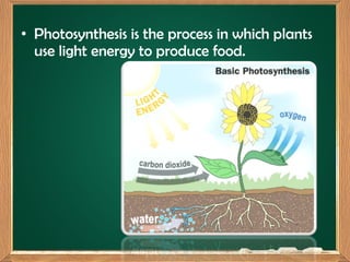 Photosynthesis | PPT