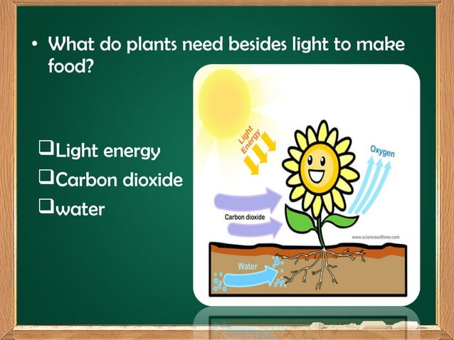 Photosynthesis | PPT | Gardening | Home & Garden
