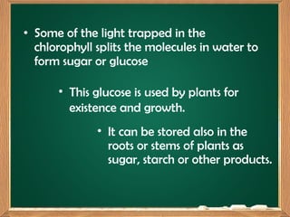 Photosynthesis | PPT