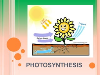 Photosynthesis | PPTX | Biological Sciences | Science