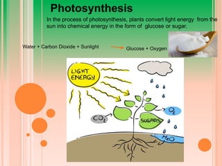 Photosynthesis | PPTX