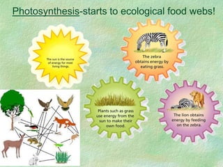 Photosynthesis | PPTX