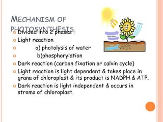 Photosynthesis | PPTX