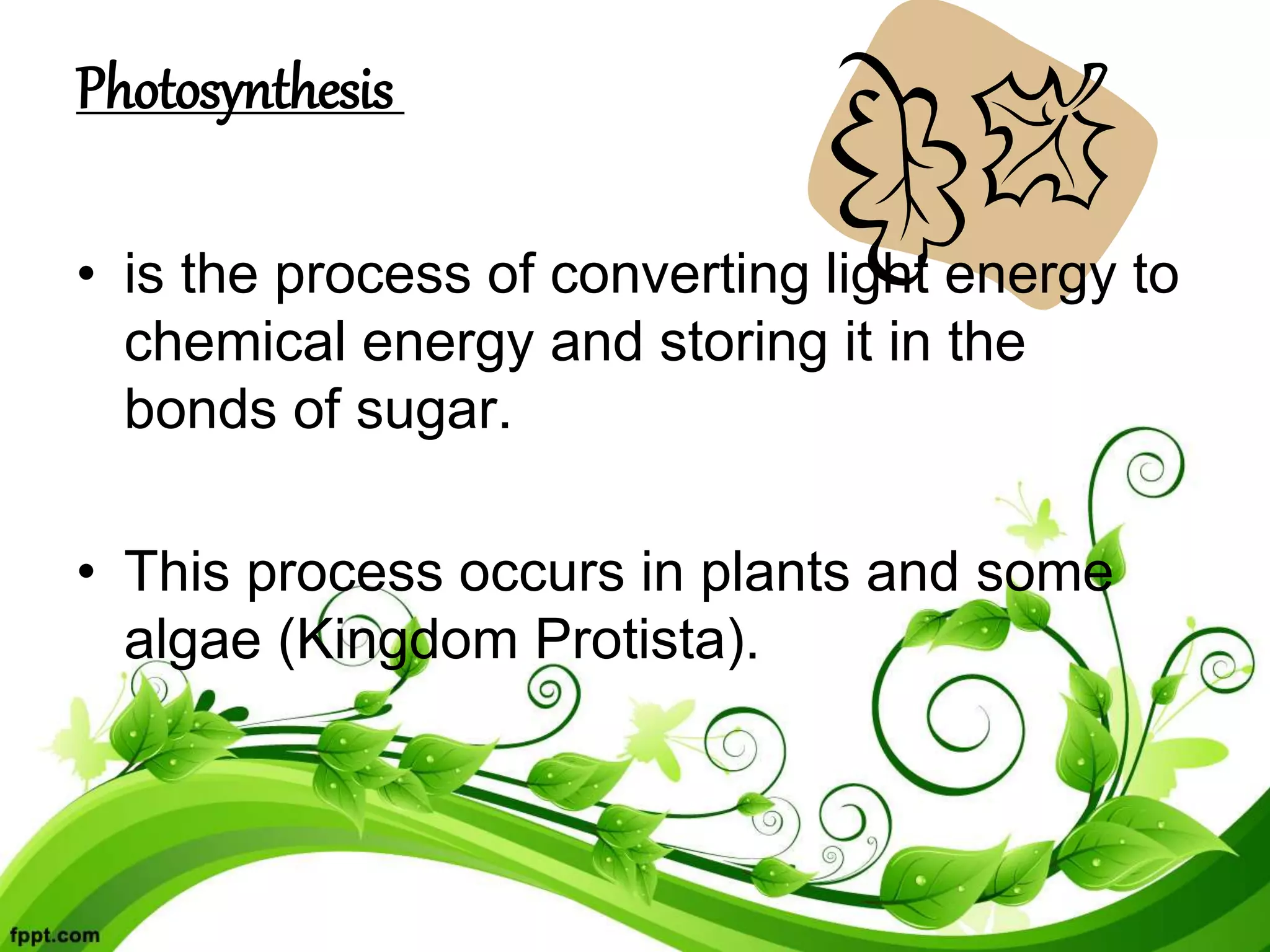 Photosynthesis | PPT