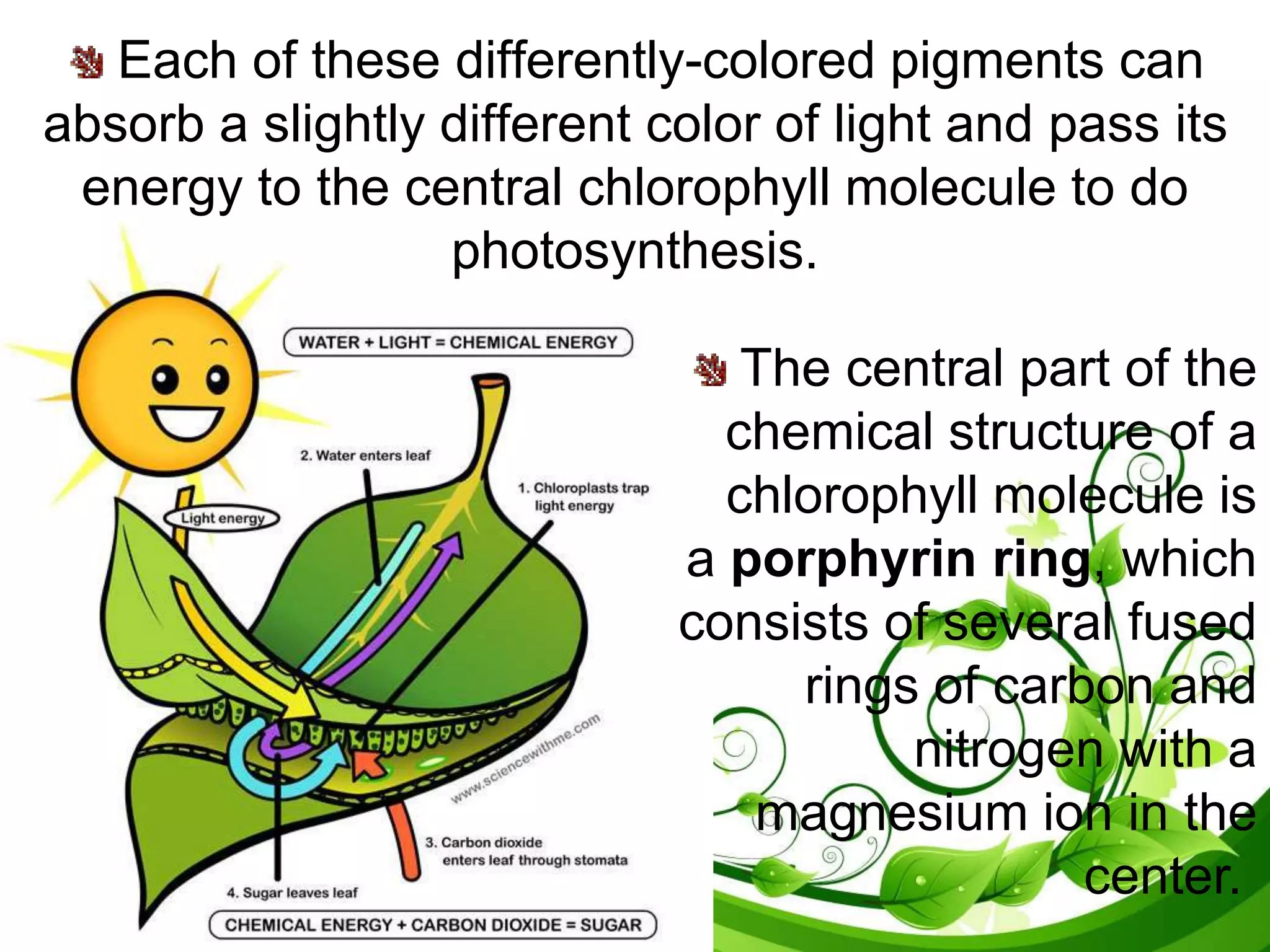 Photosynthesis | PPT