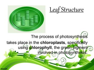 Photosynthesis | PPTX