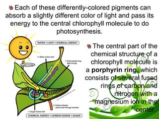 Photosynthesis | PPTX