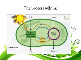 Photosynthesis | PPT
