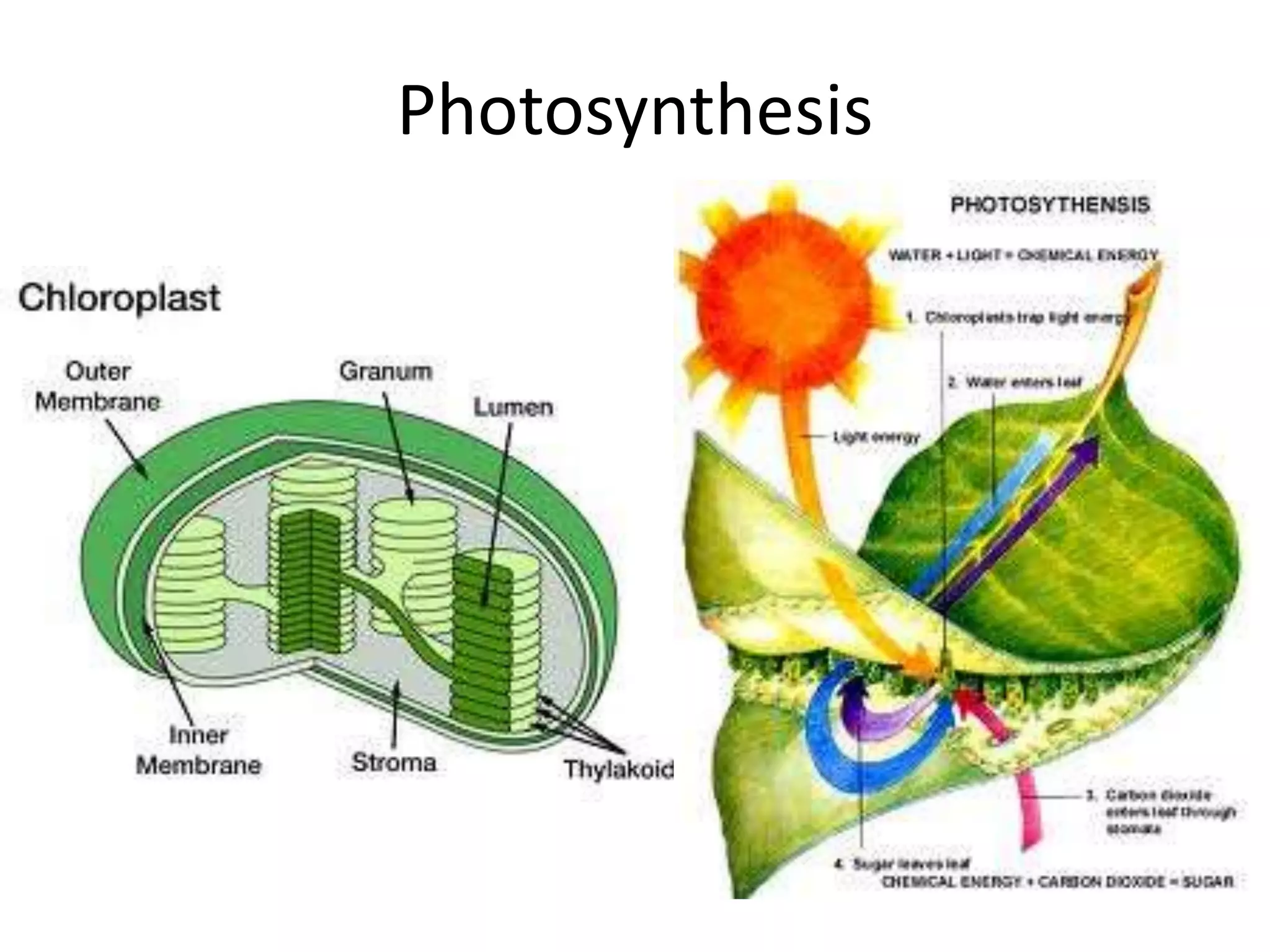 Photosynthesis | PPT