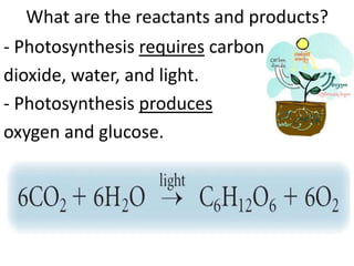 Photosynthesis | PPT
