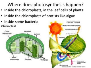 Photosynthesis | PPTX