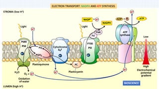 Photosynthesis | PPTX