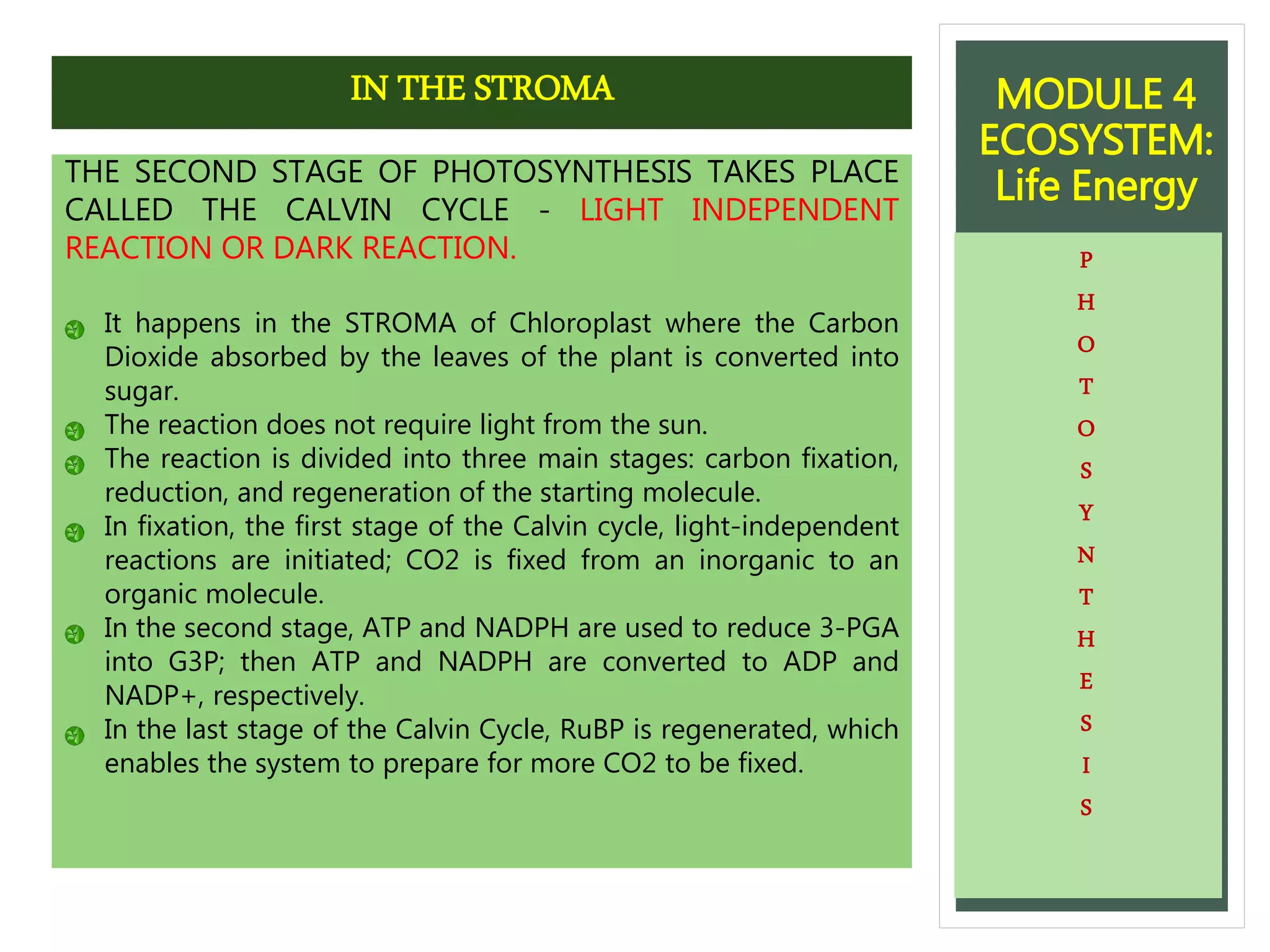 Photosynthesis | PPTX