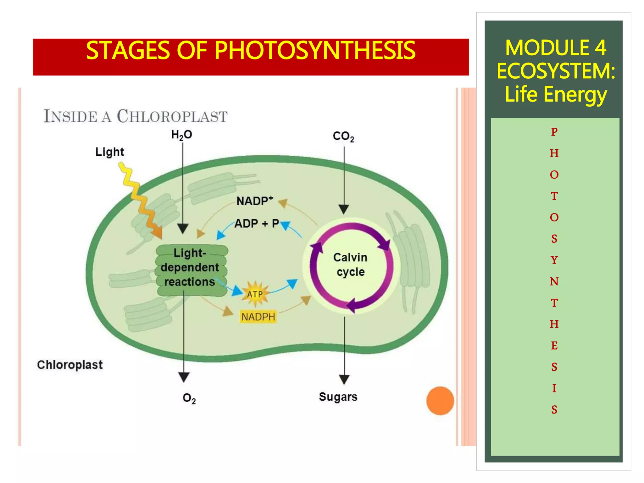 Photosynthesis | PPTX