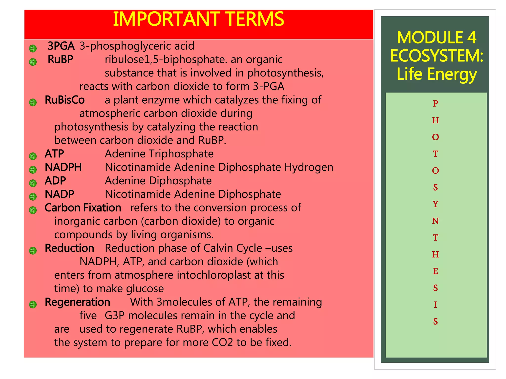 Photosynthesis | PPTX