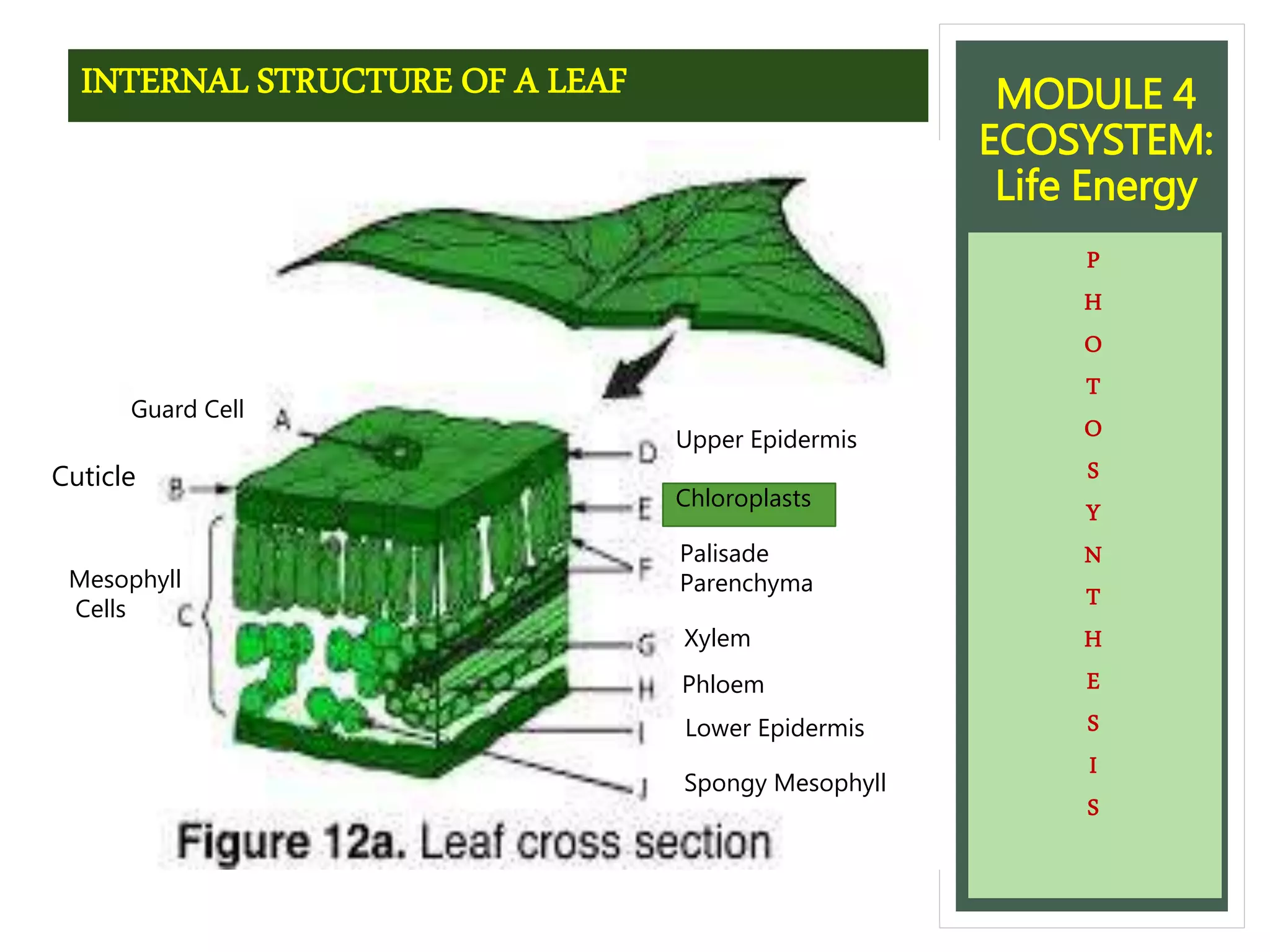 Photosynthesis | PPTX