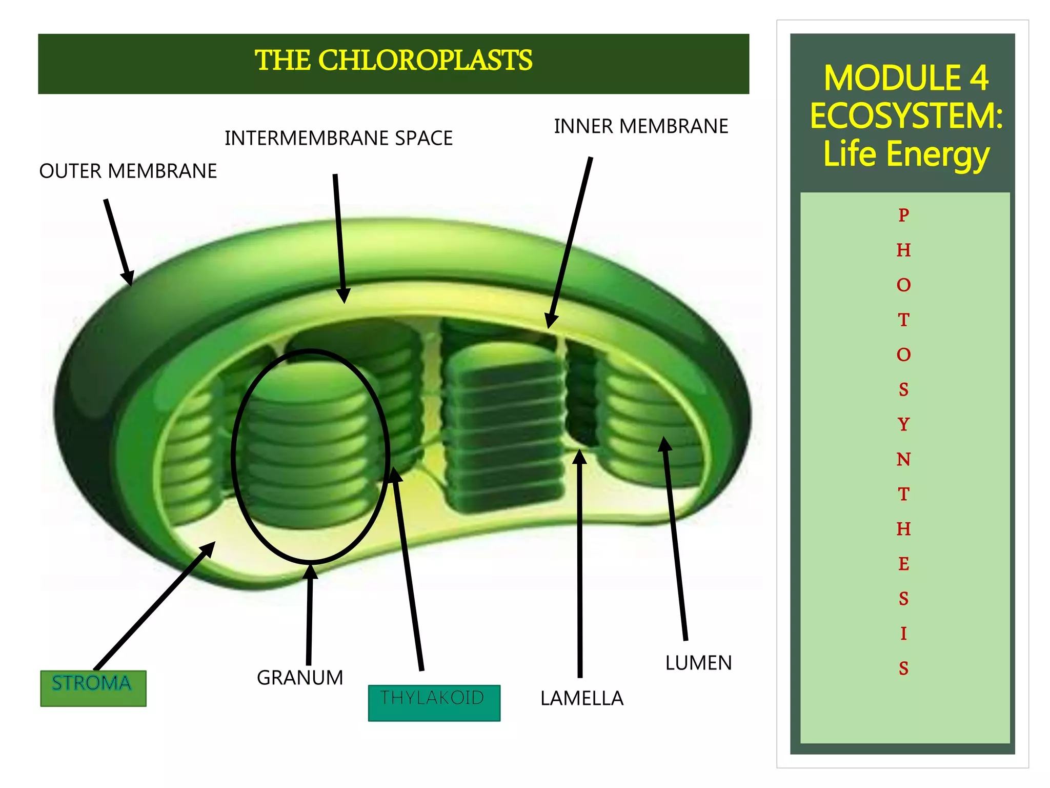 Photosynthesis | PPTX