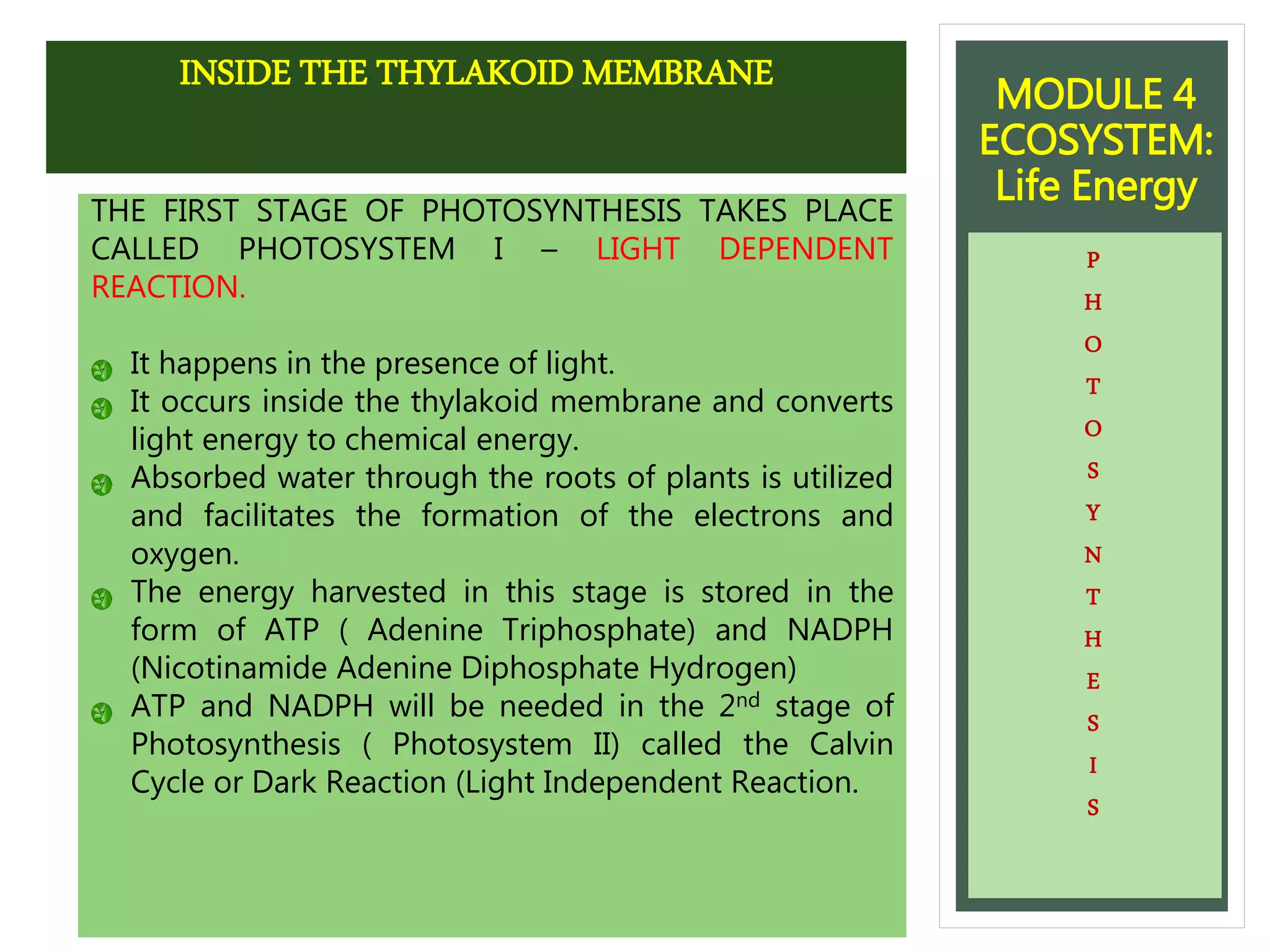 Photosynthesis | PPTX