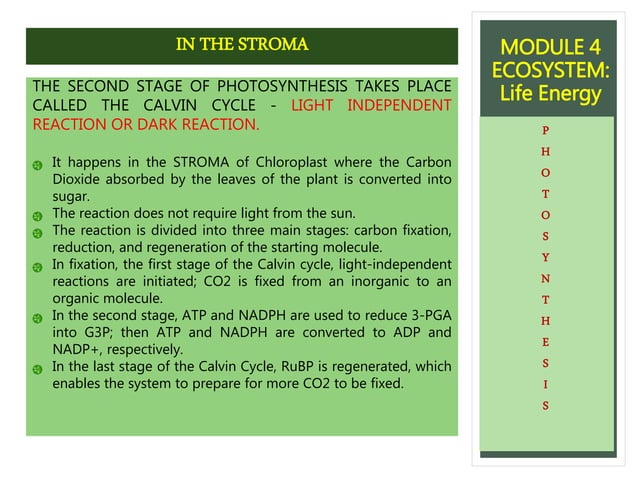 Photosynthesis | PPTX | Science