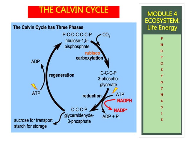Photosynthesis | PPTX | Science