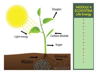 Photosynthesis | PPTX