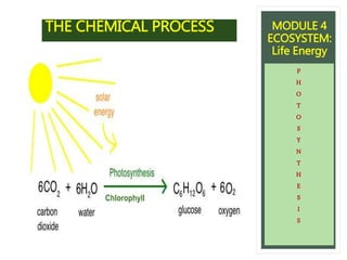 Photosynthesis | PPTX