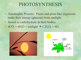 Photosynthesis | PPT