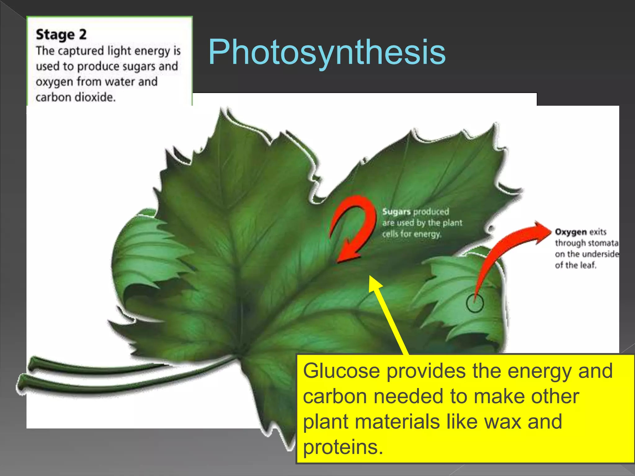 Photosynthesis.ppt