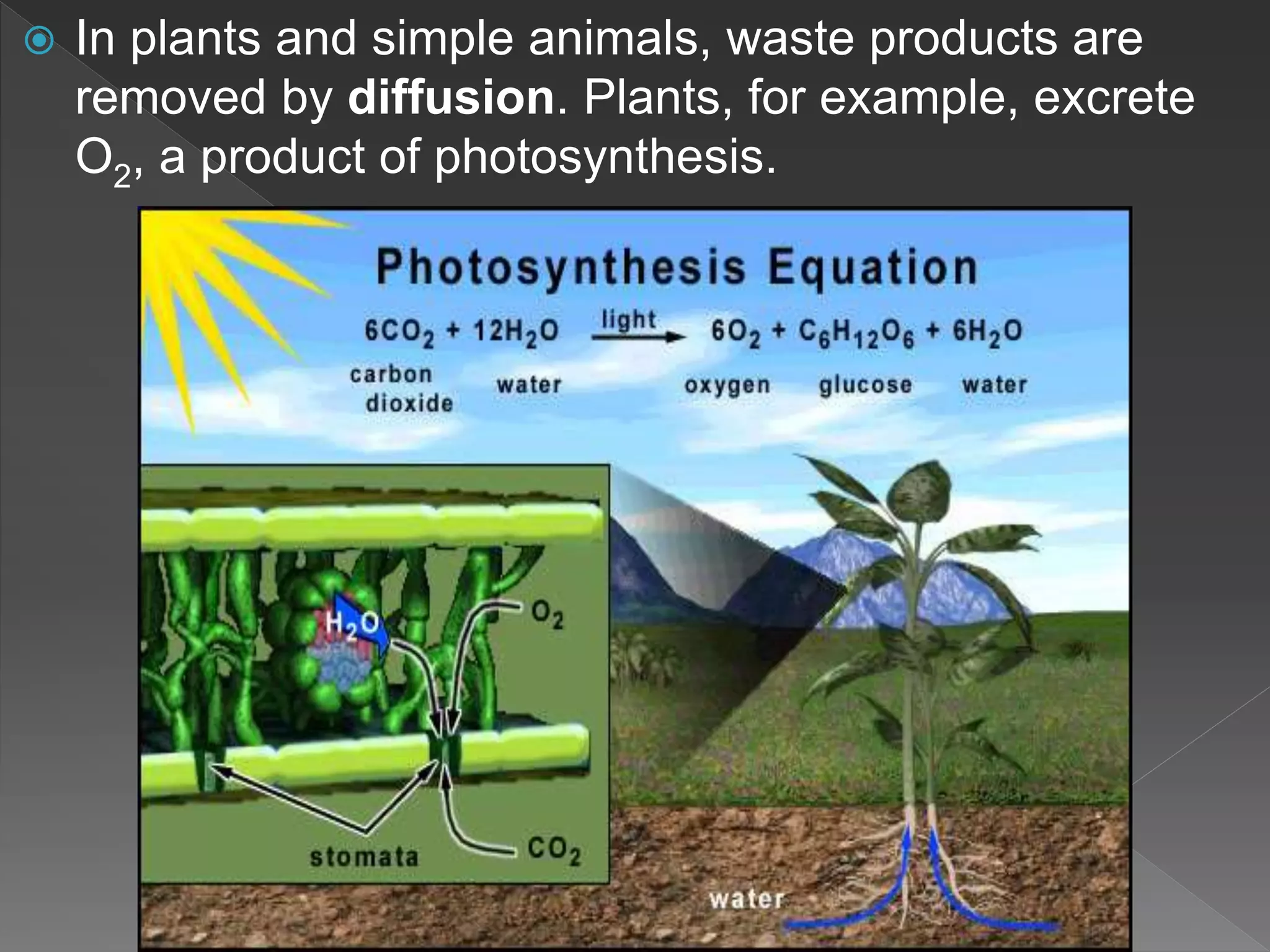 Photosynthesis.ppt