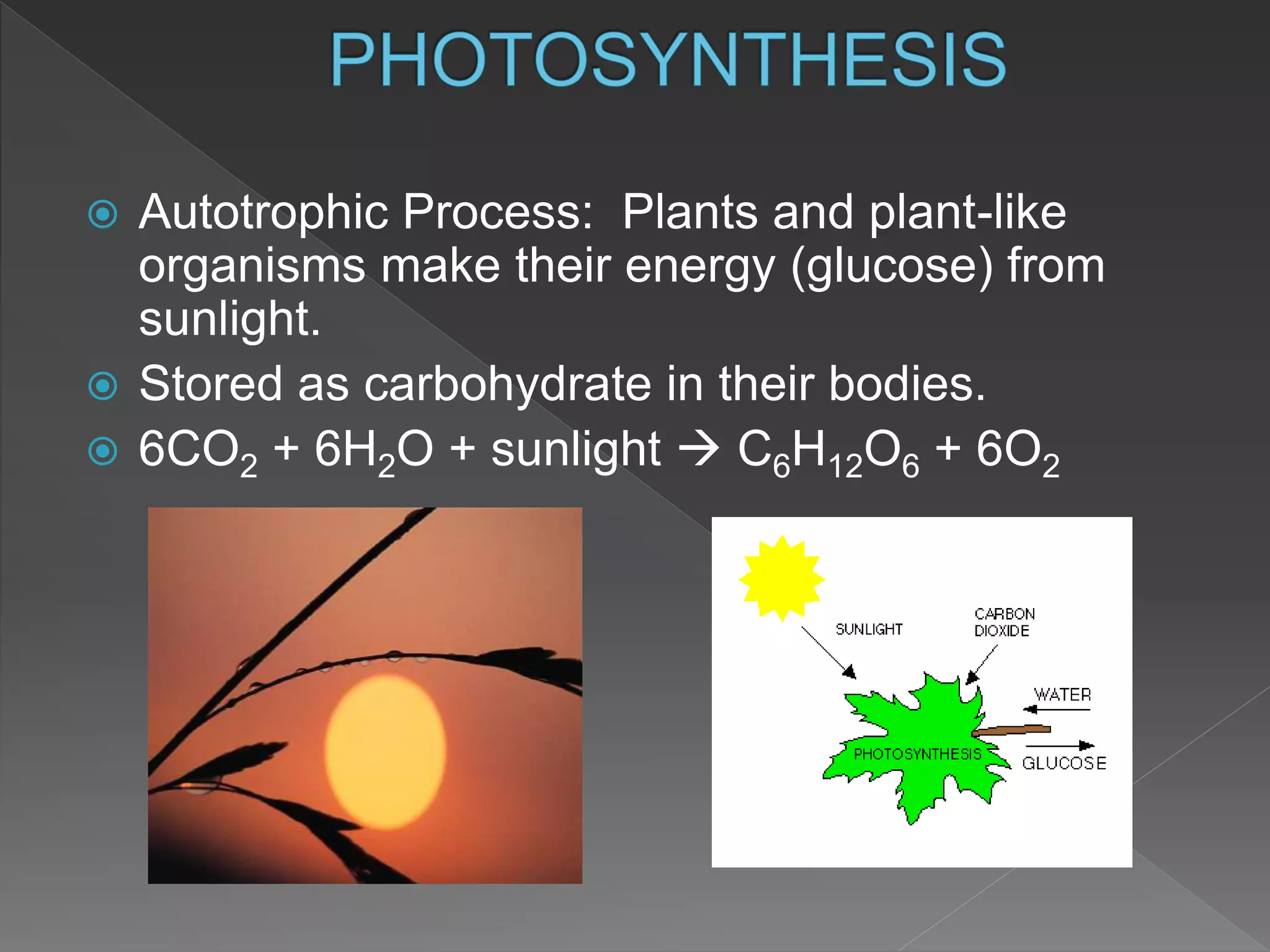 Photosynthesis.ppt