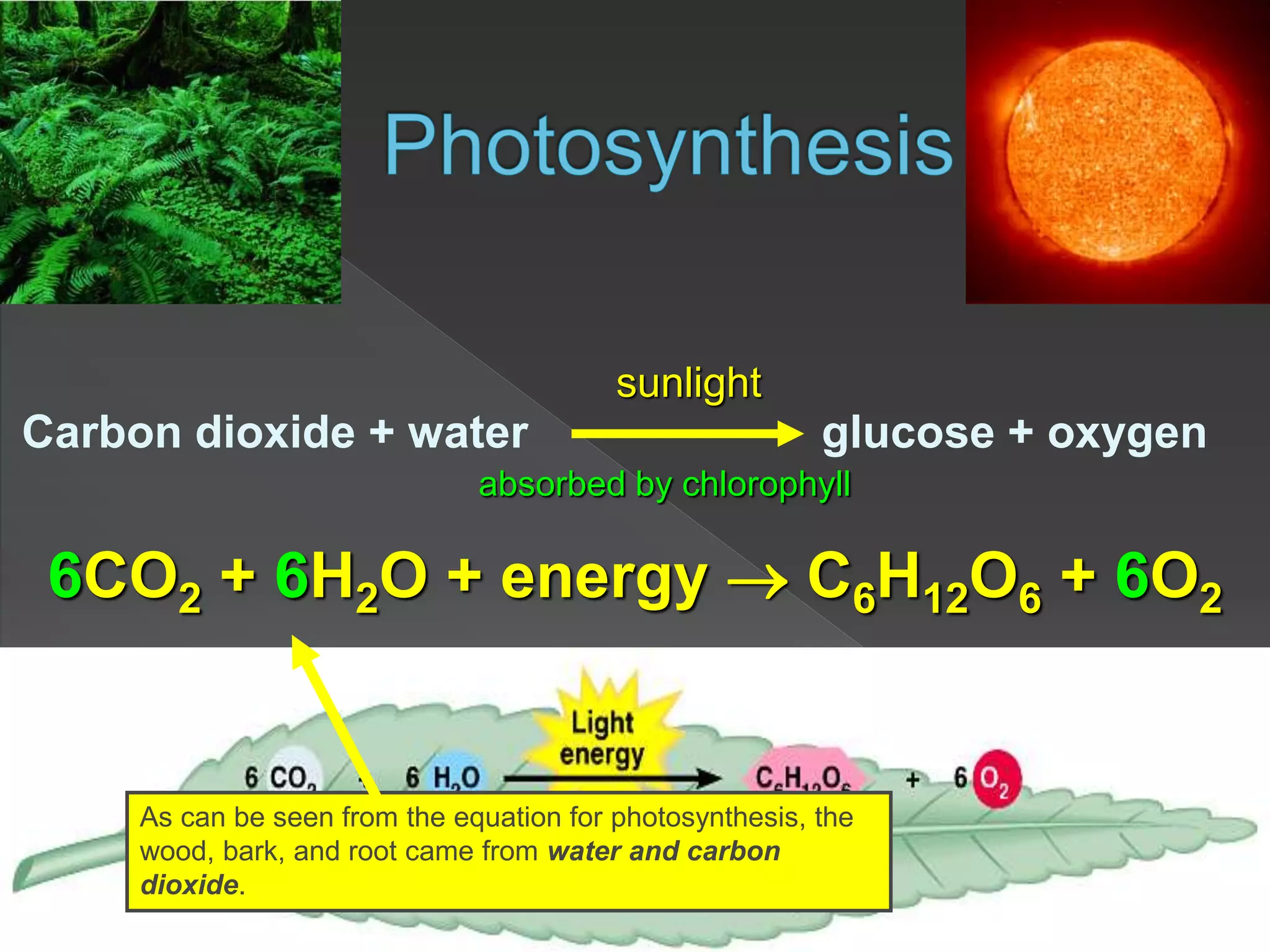 Photosynthesis.ppt