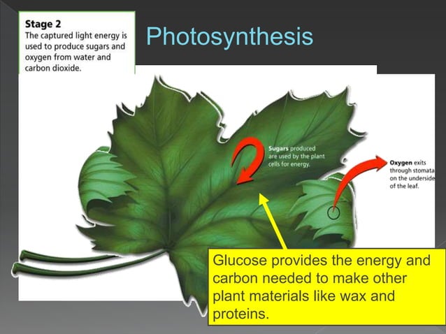 Photosynthesis.ppt
