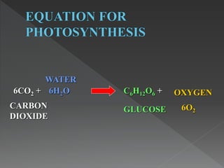 Photosynthesis.ppt