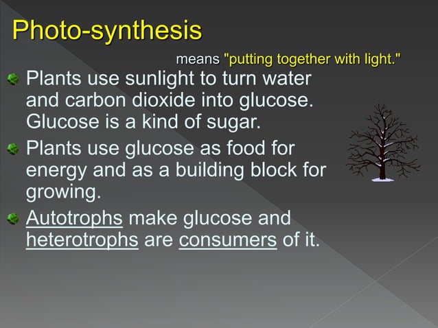 Photosynthesis.ppt
