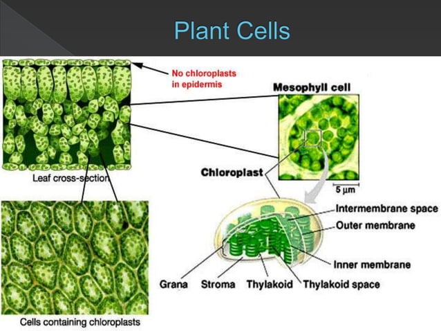 Photosynthesis.ppt