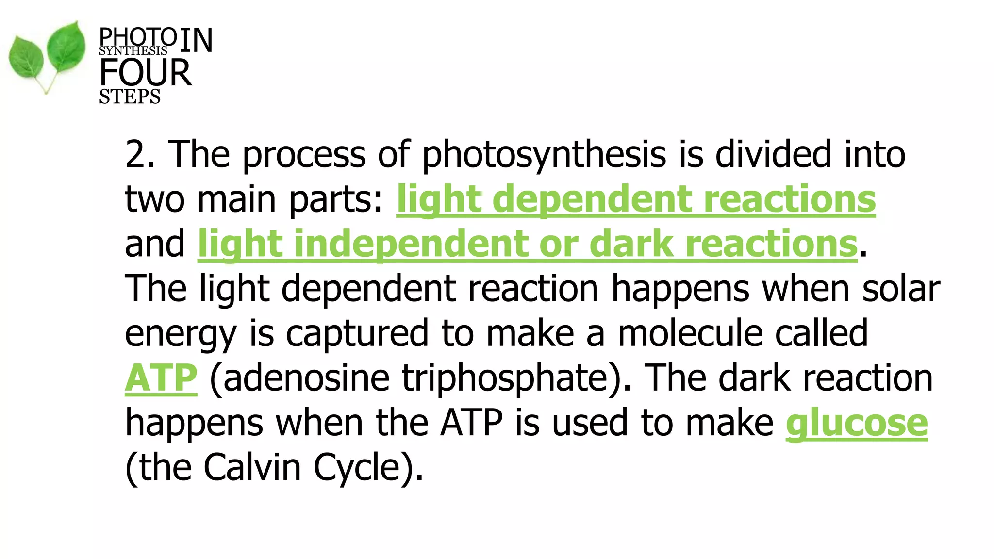 Photosynthesis | PPTX