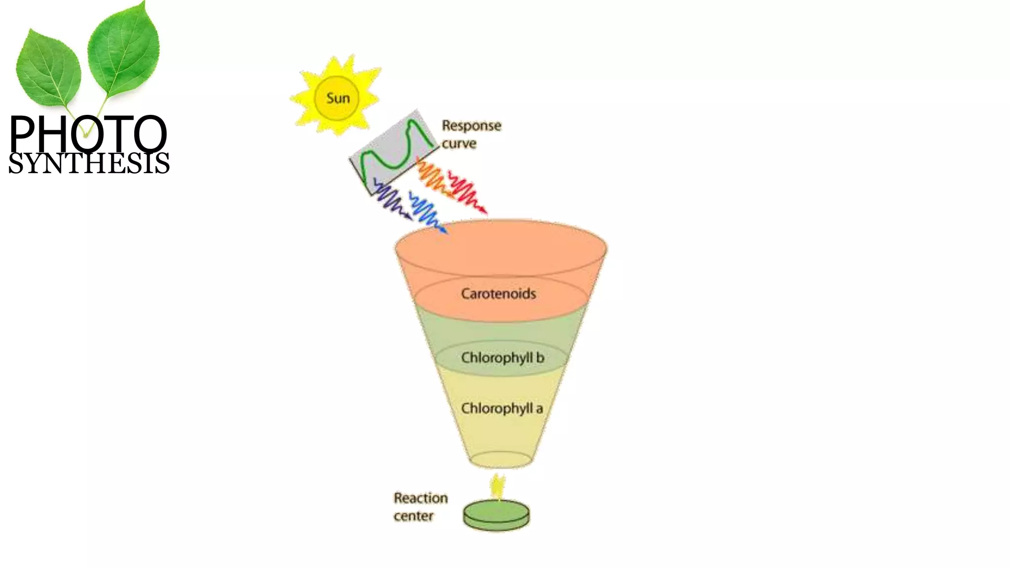 Photosynthesis | PPTX