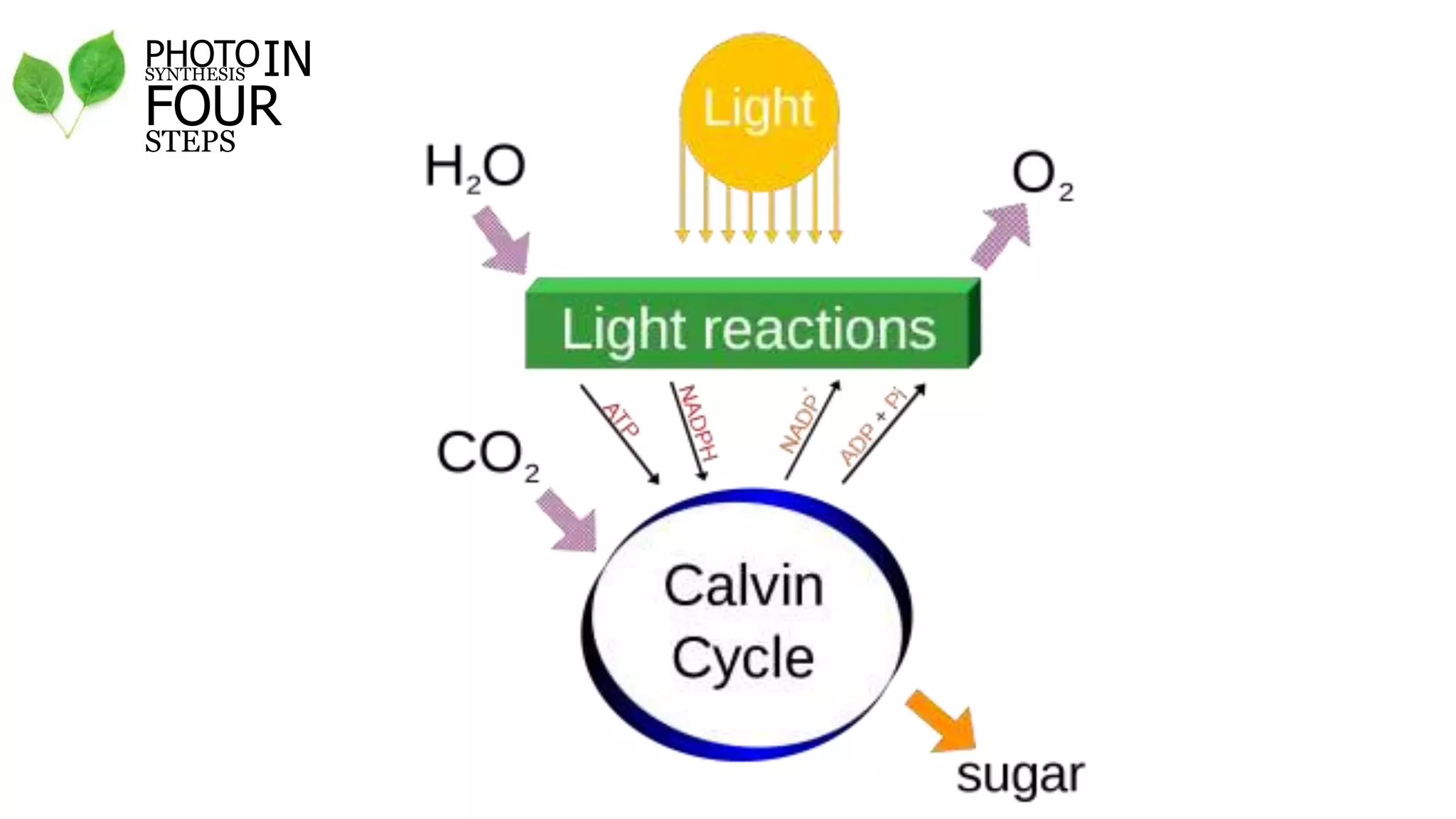 Photosynthesis | PPT